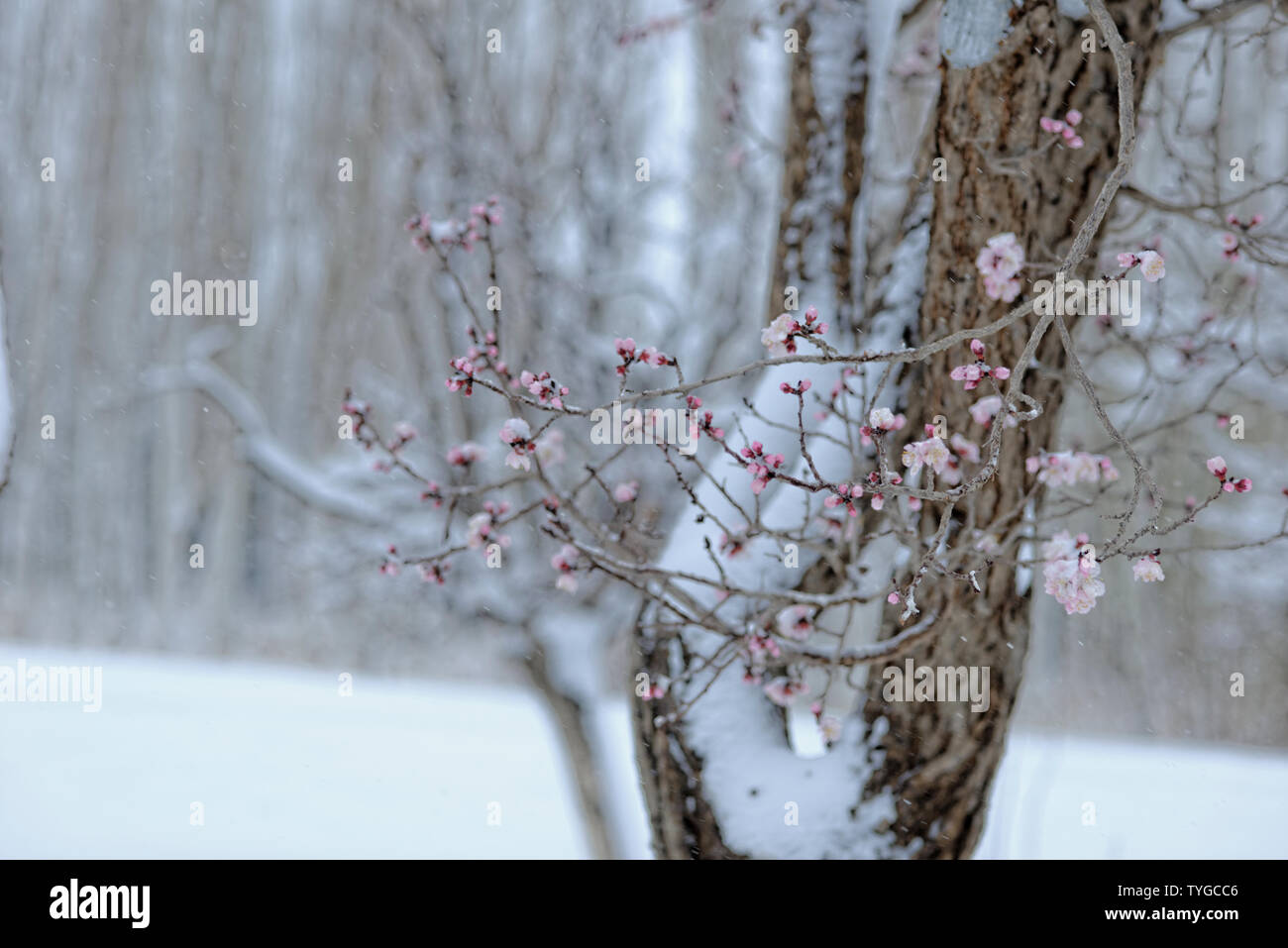 Apricot blossoms in spring snow Stock Photo - Alamy