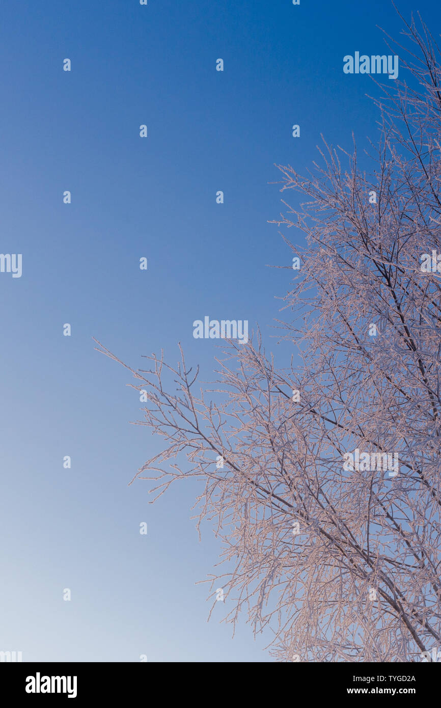 Thin birch branches covered hoarfrost hi-res stock photography and ...