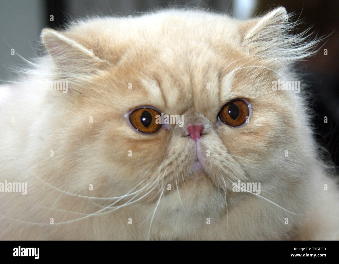"Desert Storm" a Persion cat poses for pictures at the preliminary ...