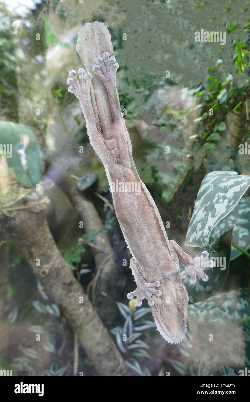 Underside of gecko hi-res stock photography and images - Alamy