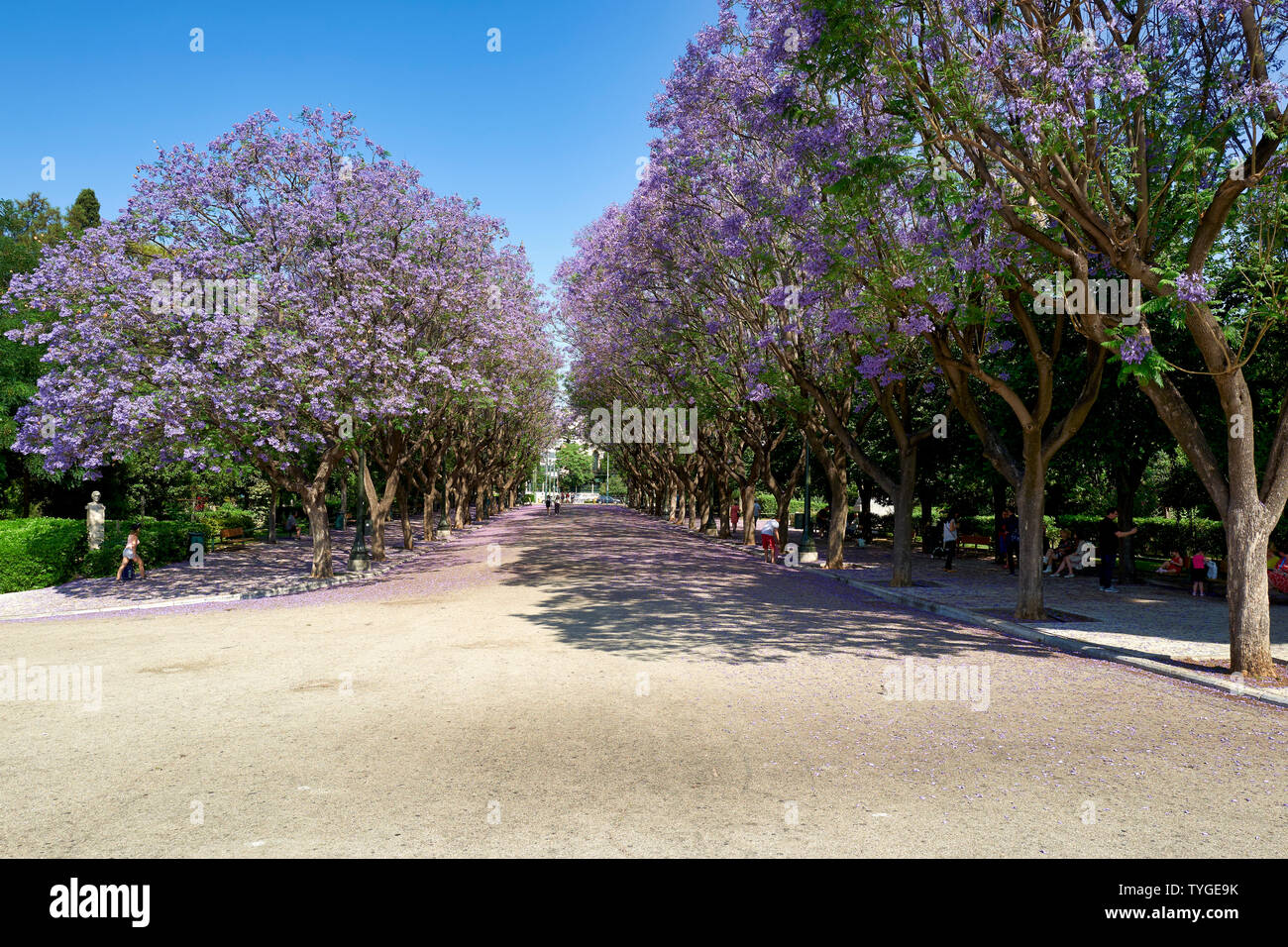 Greece national flower hi-res stock photography and images - Alamy