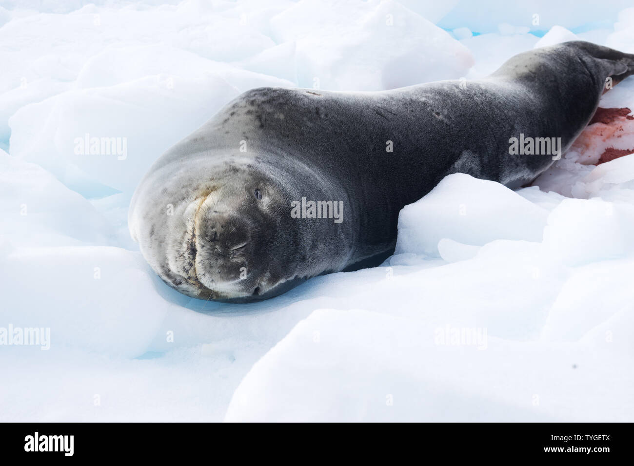 icy beach with animals in antarctic Stock Photo - Alamy