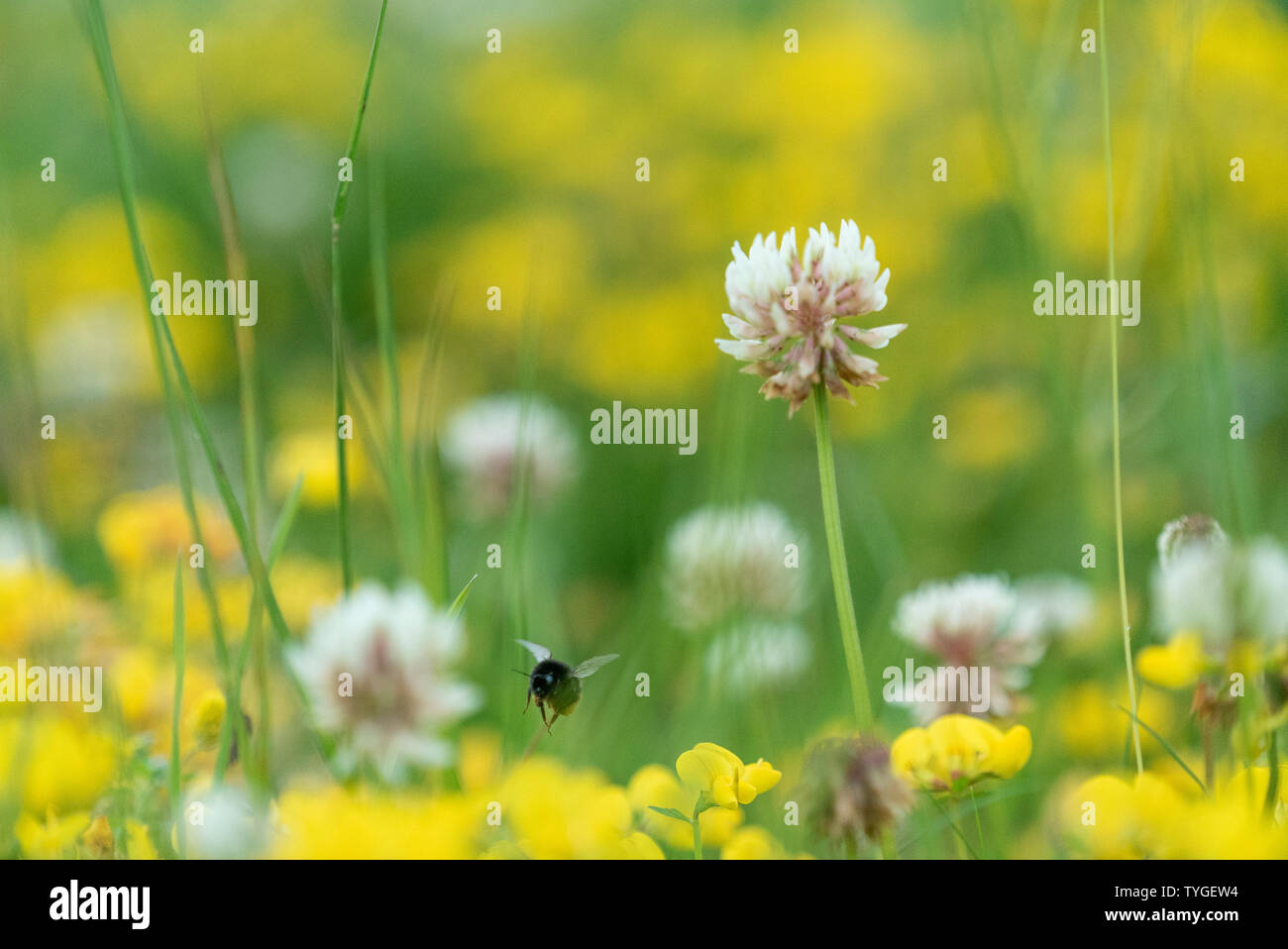 Flying Bumblebee in Wiltshire, UK Stock Photo - Alamy