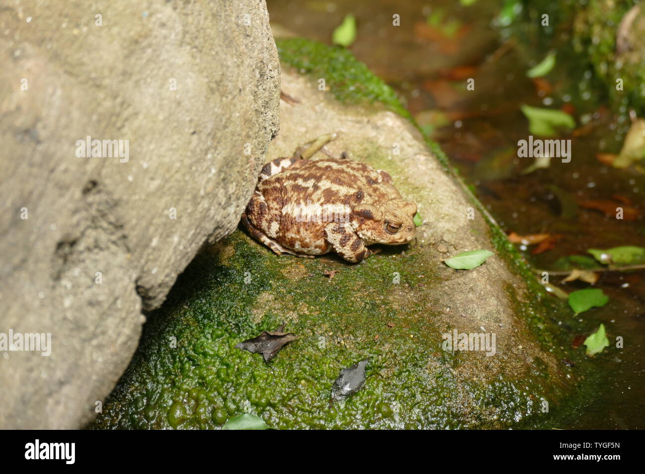 Witchcraft spells hi-res stock photography and images - Alamy