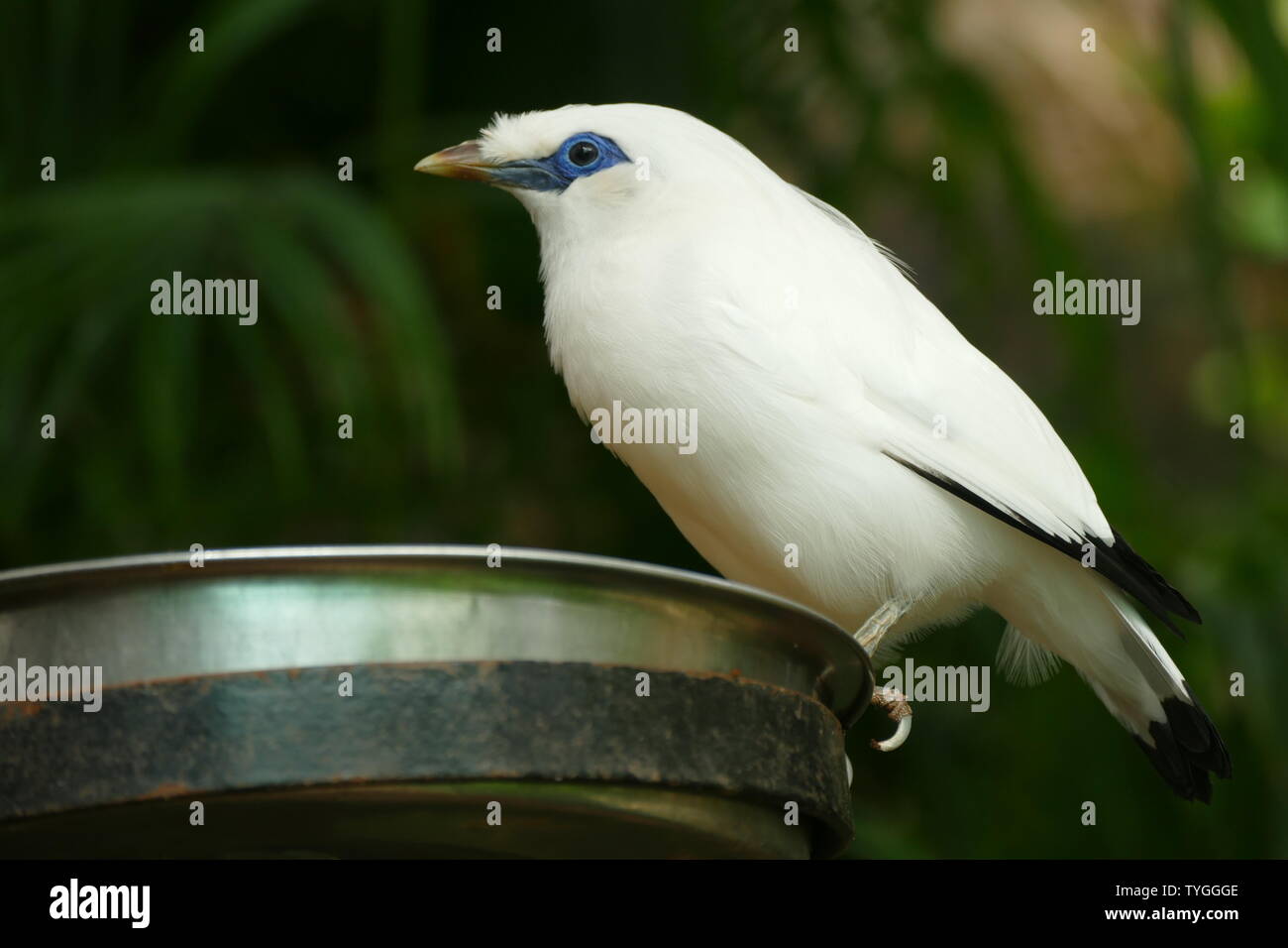 Jalak bali hi-res stock photography and images - Alamy