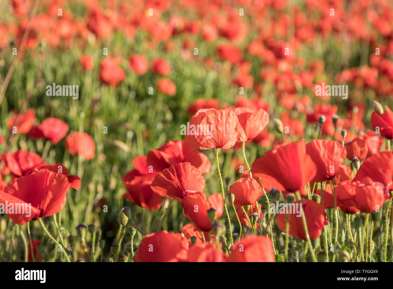 Sunny poppies blooming meadow hi-res stock photography and images - Alamy
