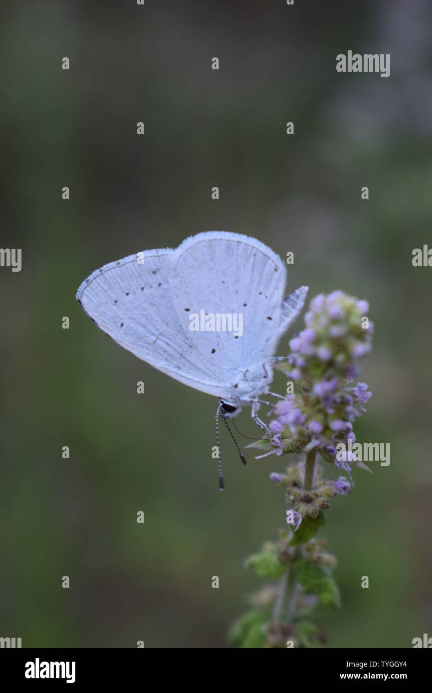 Macro photo, white butterfly on a mint plant branch. Green background ...