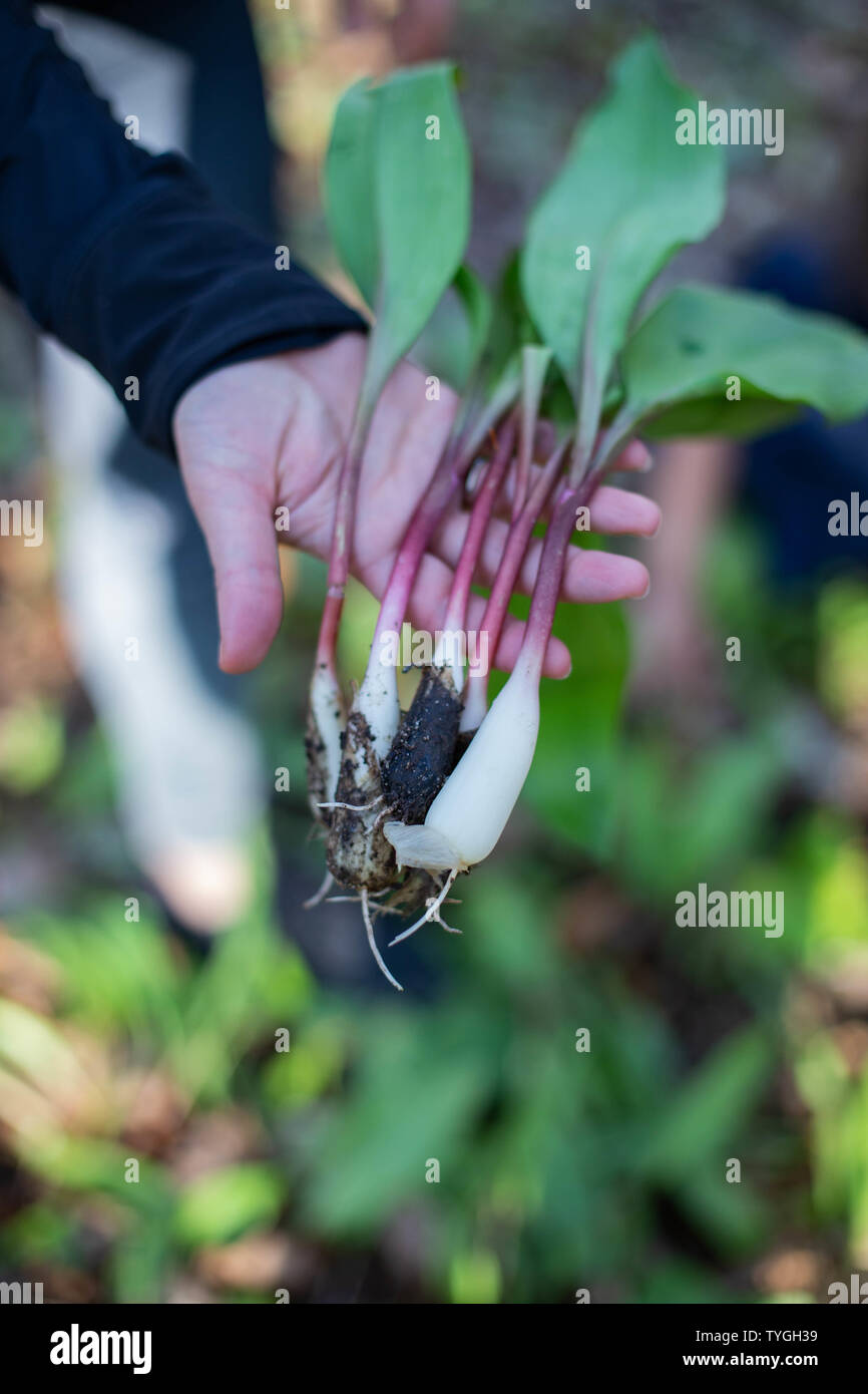 Hand holding Ramps wild garlic plant fresh harvest in Michigan forest ...