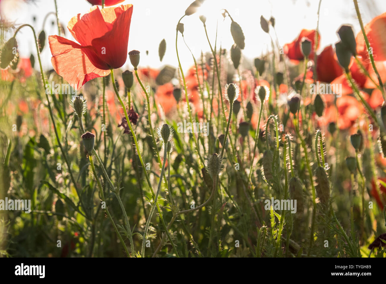 Poppy field. Wild poppies and buds Stock Photo - Alamy