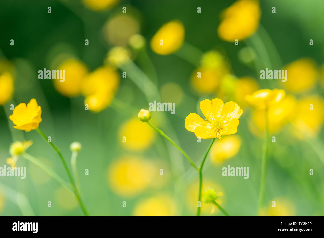 Creeping Buttercups Ranunculus repens in flower Stock Photo - Alamy
