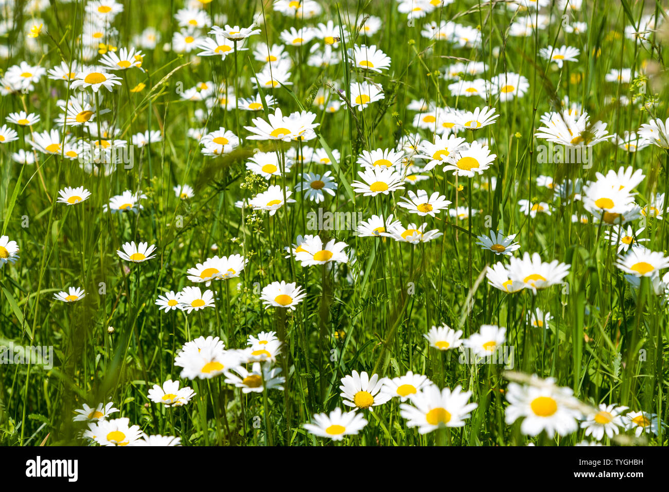 Daisy flowers in the meadow Stock Photo - Alamy