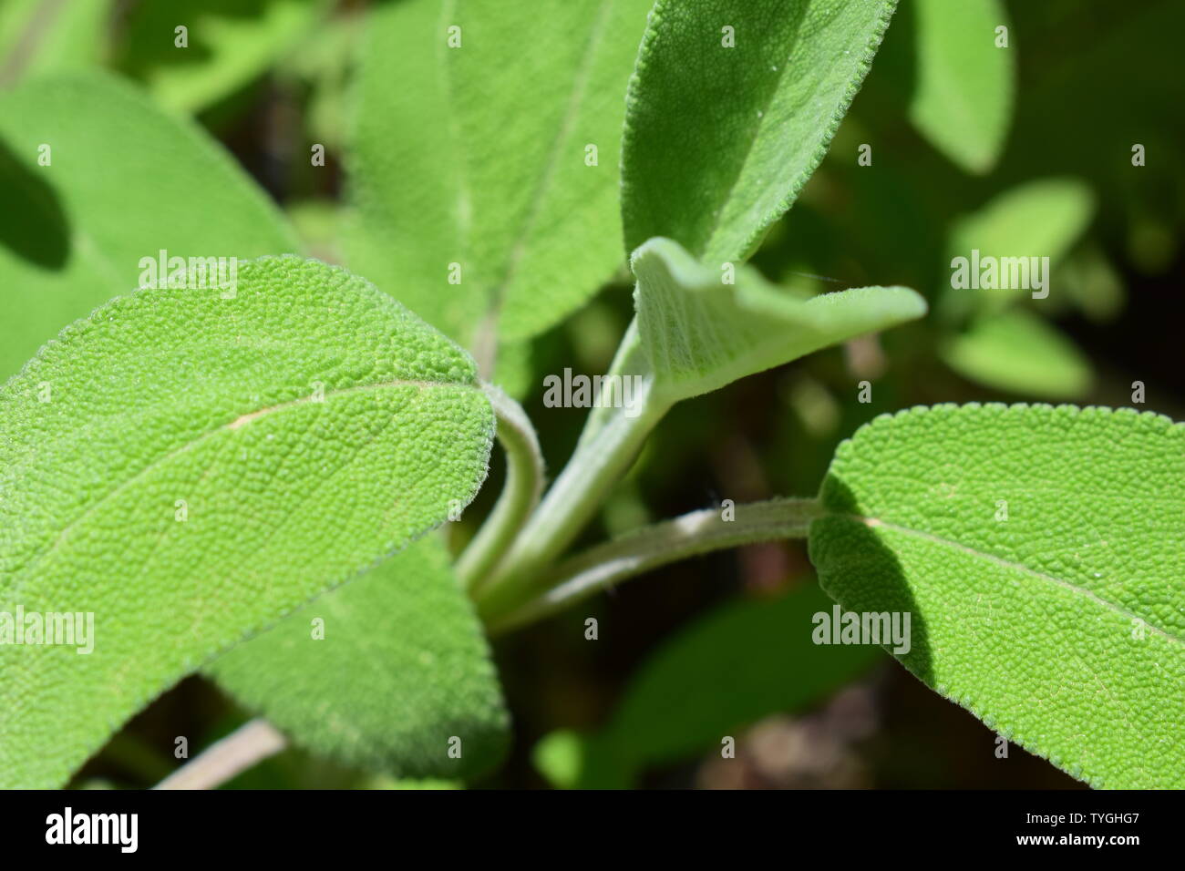 Sage green leaves hi-res stock photography and images - Alamy