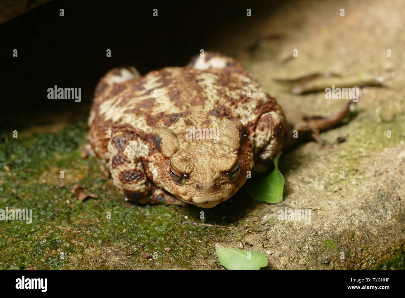 Toad sleeping hi-res stock photography and images - Alamy