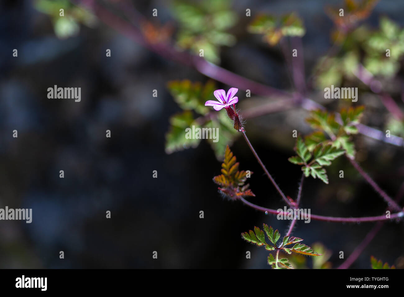 Storksbill flower (Geranium robertianum), herb robert Stock Photo - Alamy