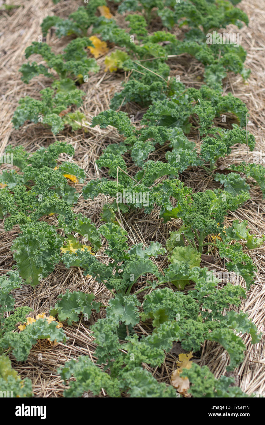 Growing leafy vegetable hi-res stock photography and images - Alamy