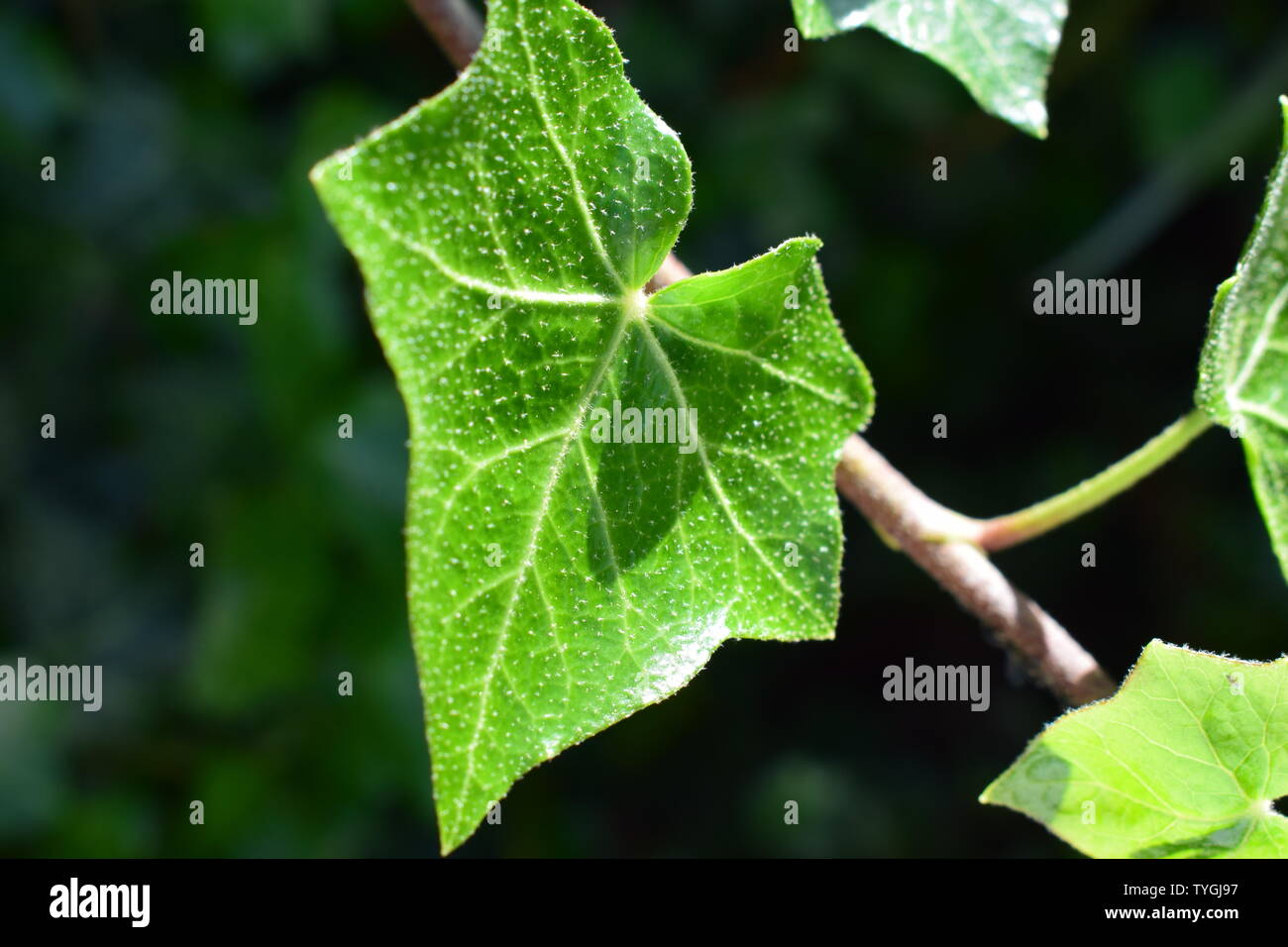 Macro photo, a small green leaf of ivy in the sunshine Stock Photo - Alamy
