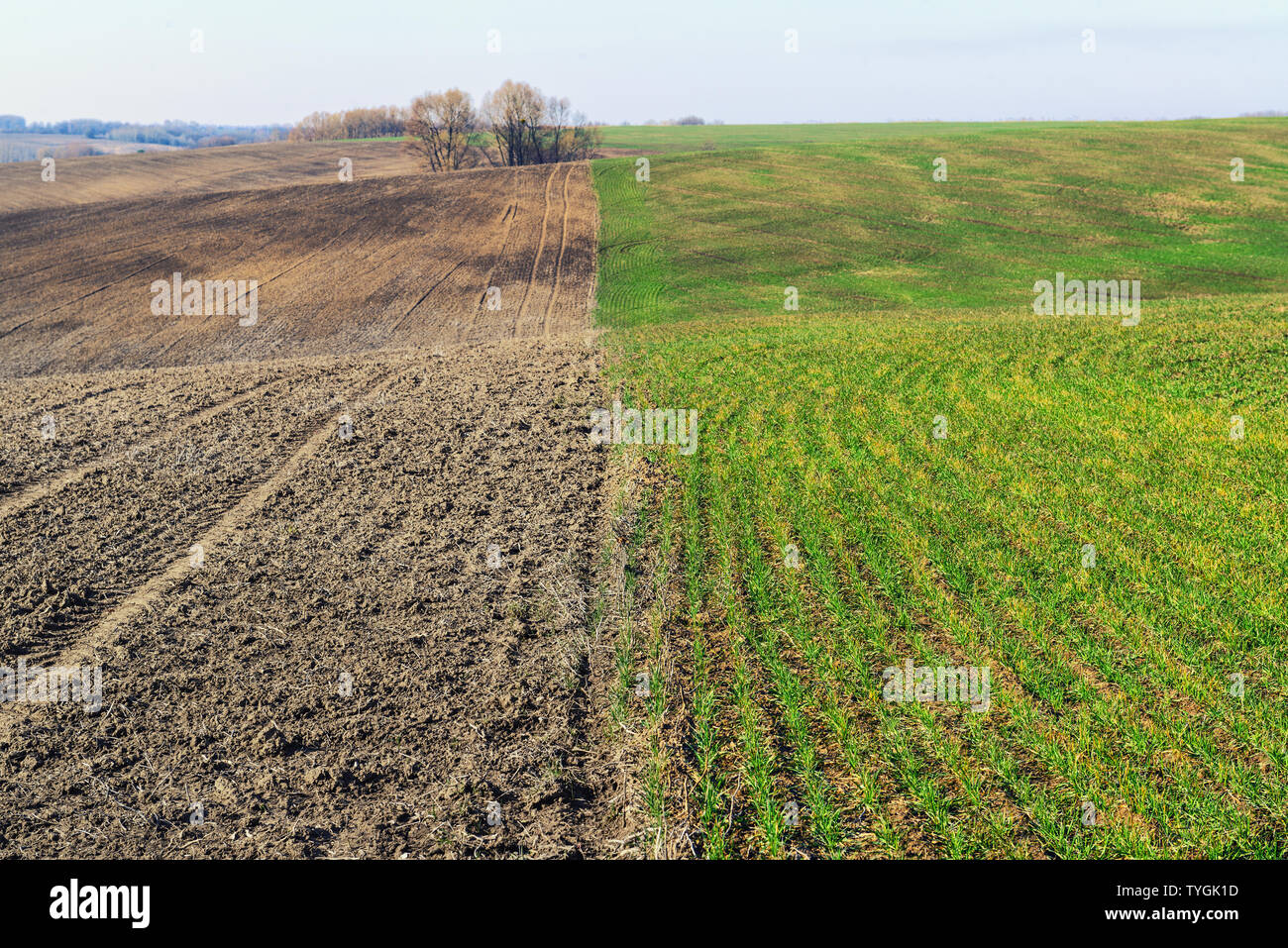 Two spring fields - cultiveted and with young crops. Spring ...