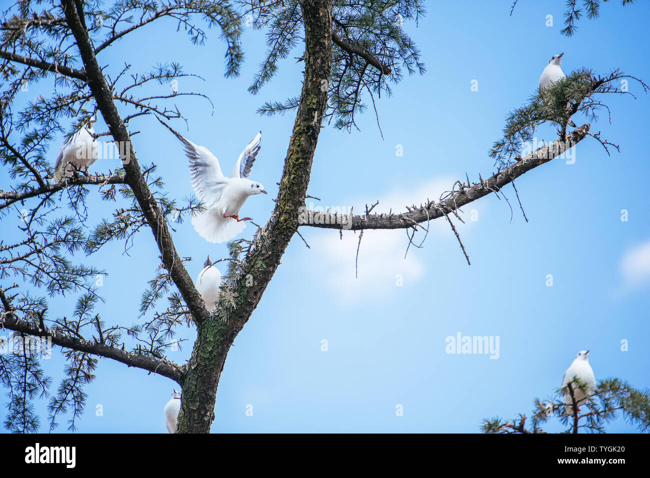 Seagulls and lakes hi-res stock photography and images - Alamy