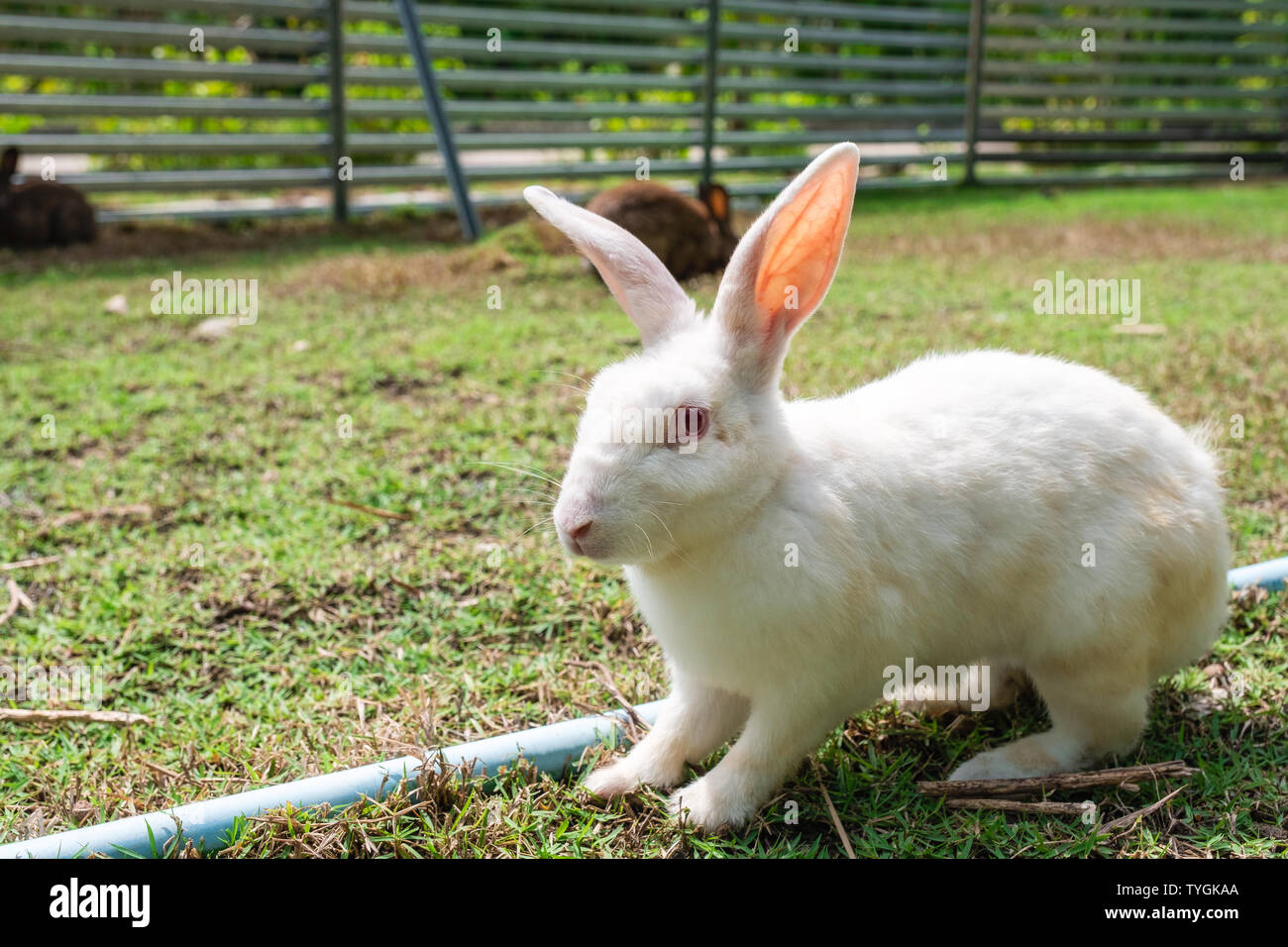Rabbit garden stall hi-res stock photography and images - Alamy