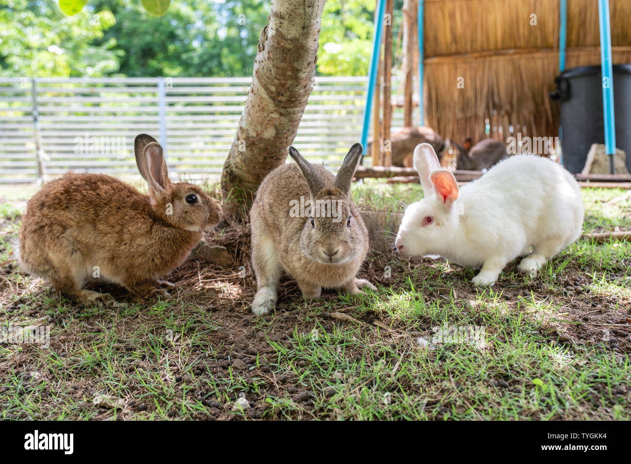 Three adorable rabbit friendly standing on lawn in stall Stock Photo ...