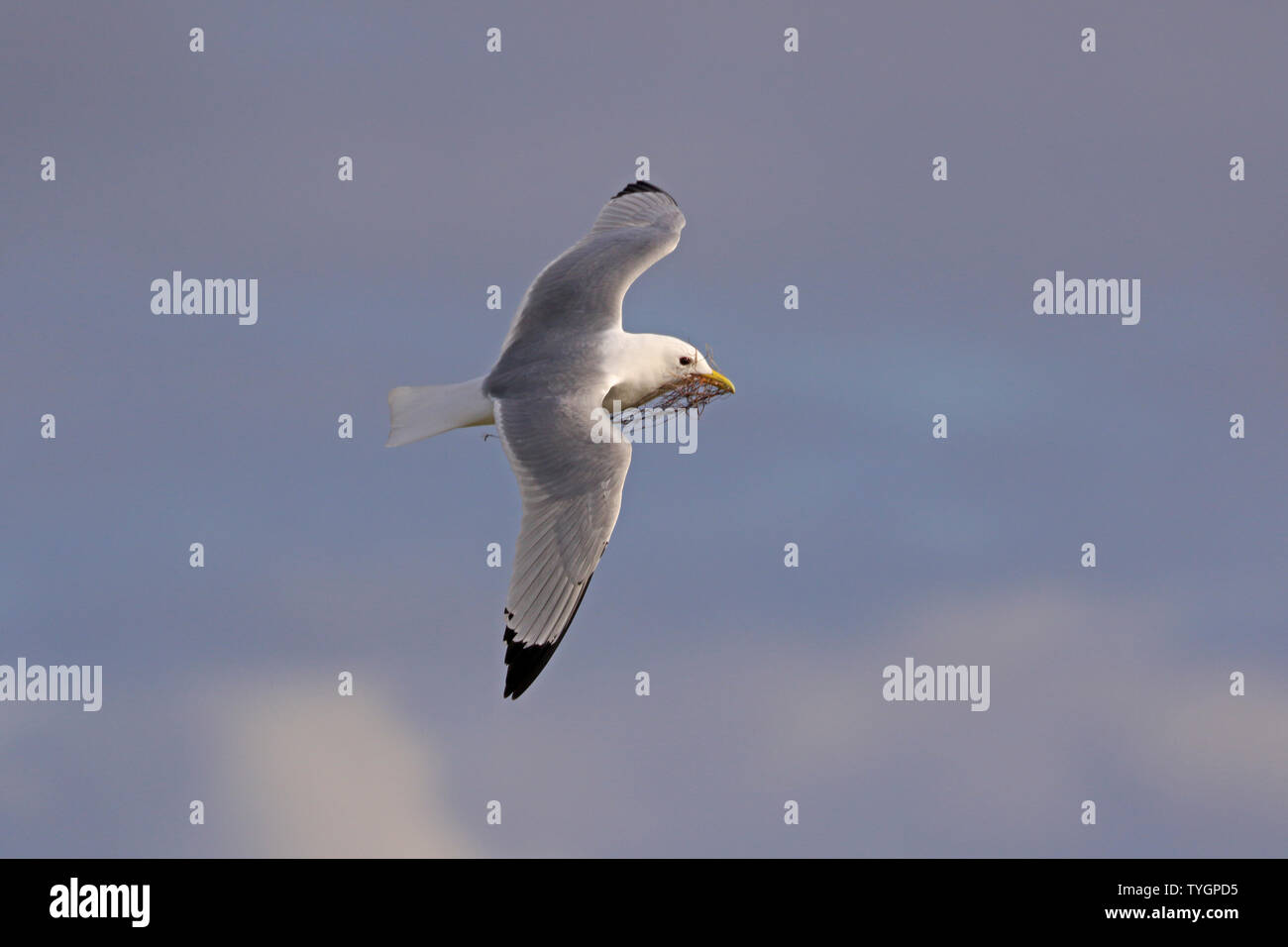 Adult Black Legged Kittiwake flying carrying nesting material Stock ...