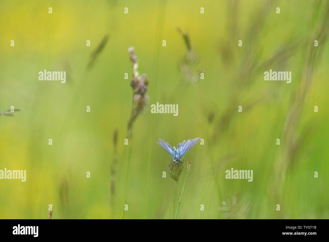 Adonis Blue Butterfly on Flower, Wiltshire UK Stock Photo - Alamy