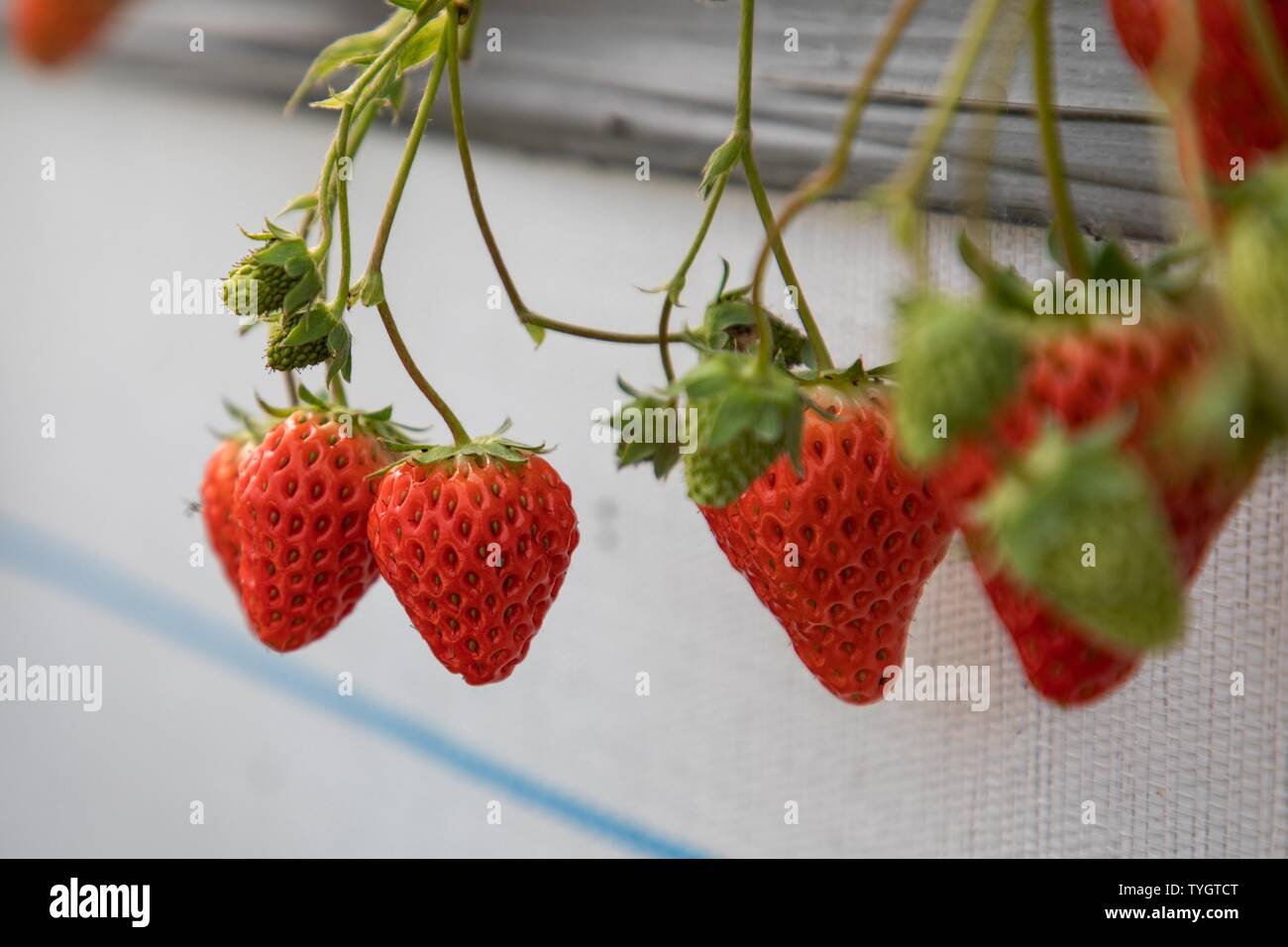 Strawberry base hi-res stock photography and images - Alamy