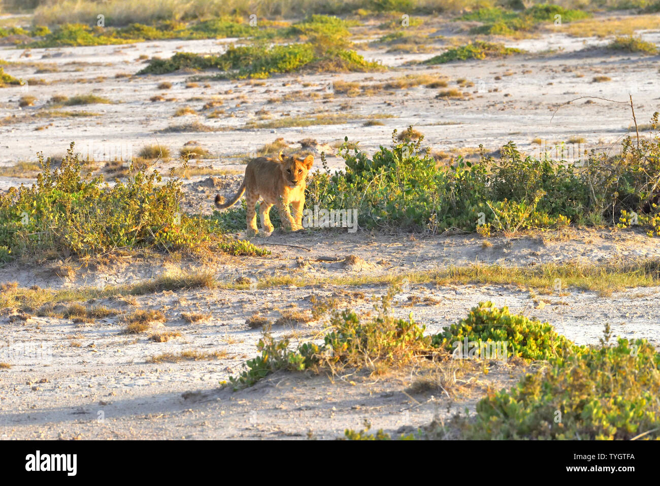 The Lions, the Simba family Stock Photo - Alamy