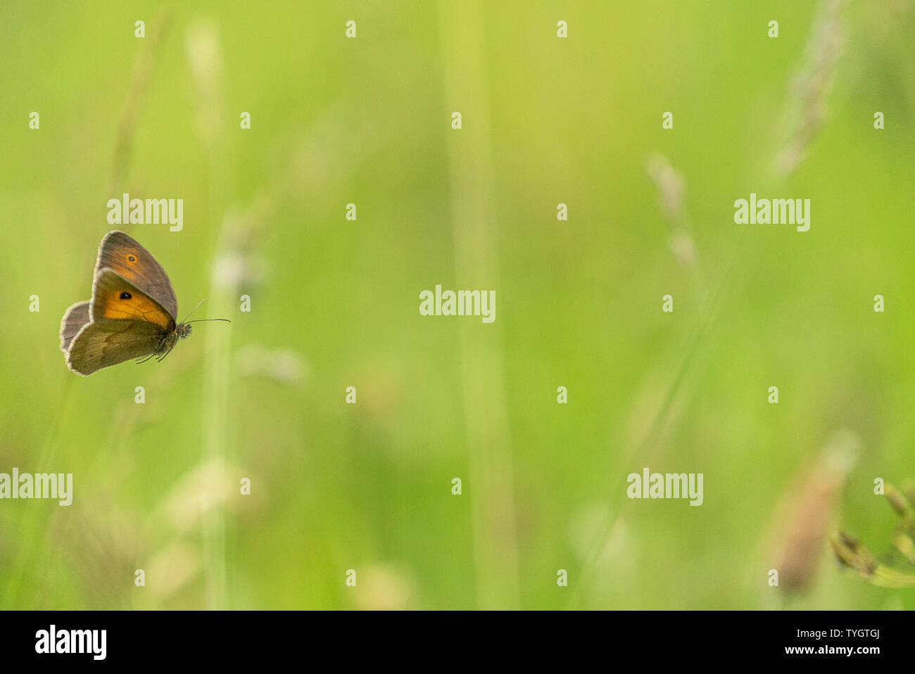 Flying butterfly hi-res stock photography and images - Alamy