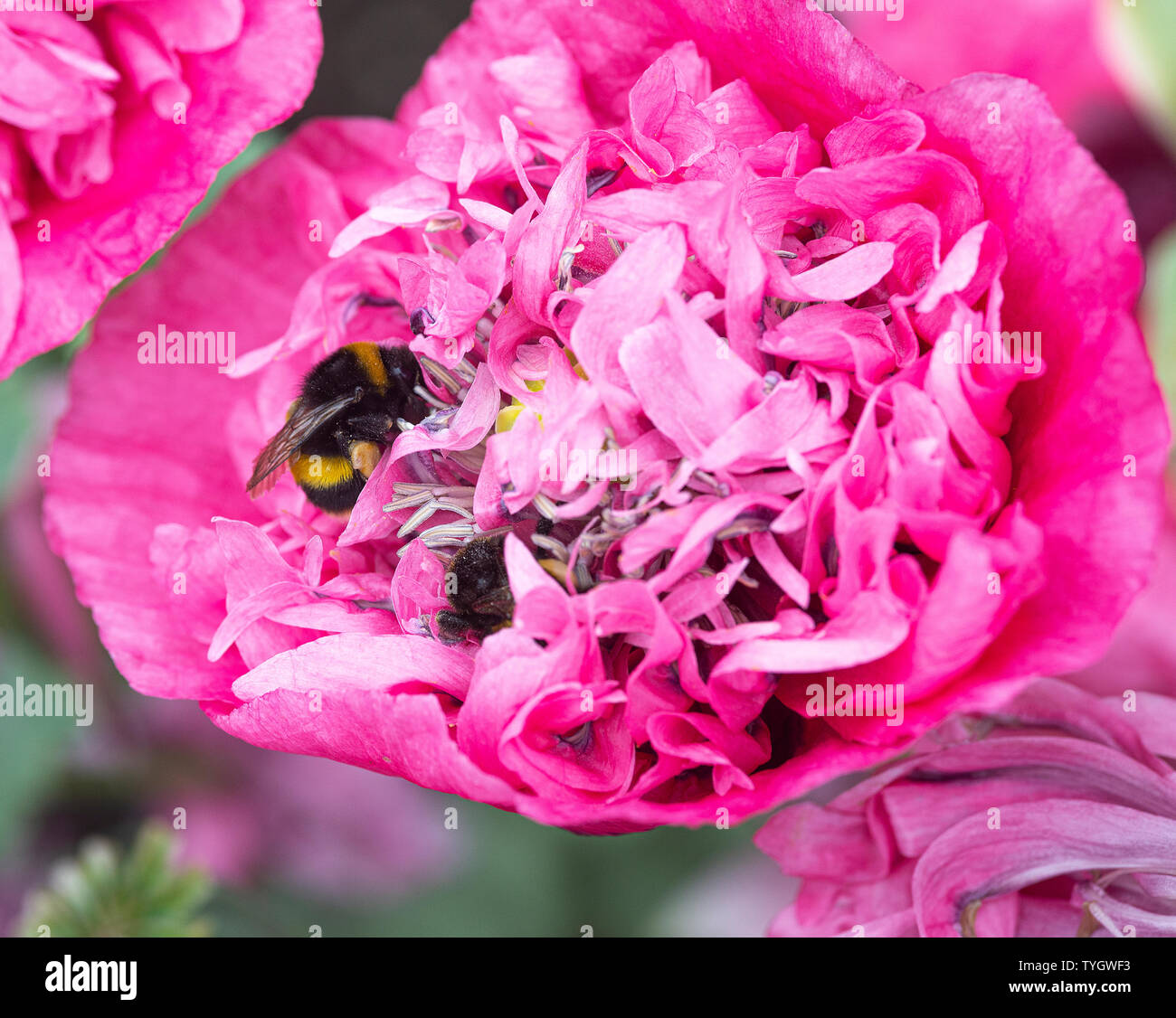 Bumble bee flying flower poppy hi-res stock photography and images - Alamy