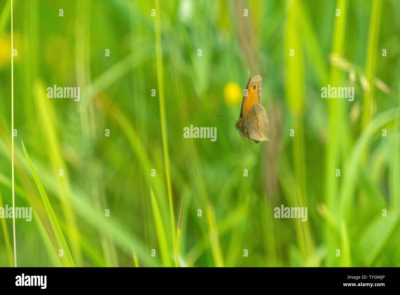 Flying butterfly hi-res stock photography and images - Alamy
