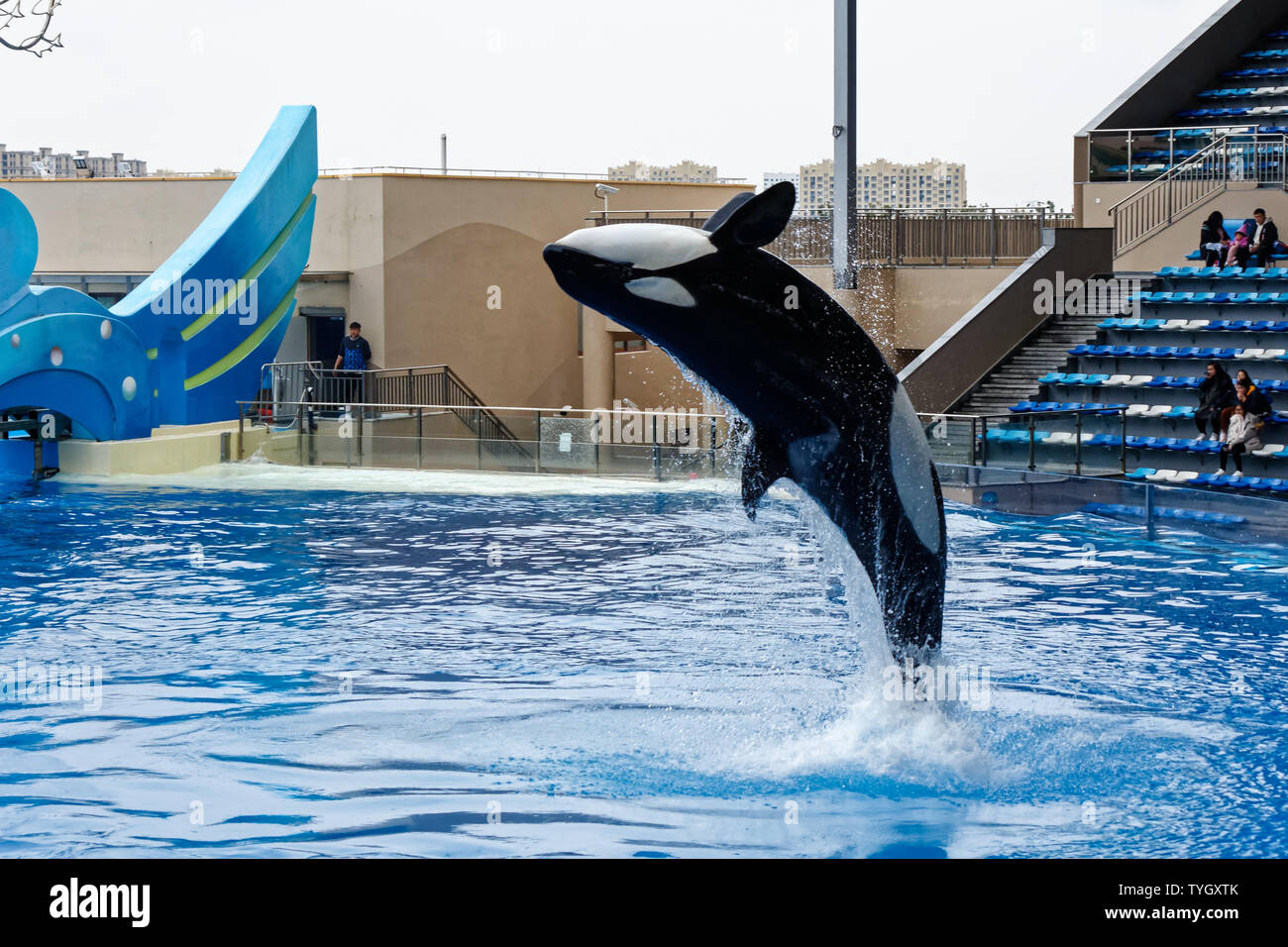 killer whale show Stock Photo - Alamy
