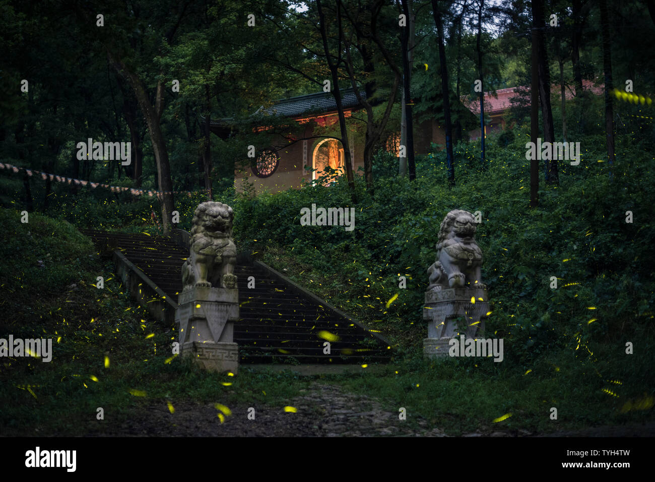 In midsummer night, the fireflies in front of the temple in the old ...