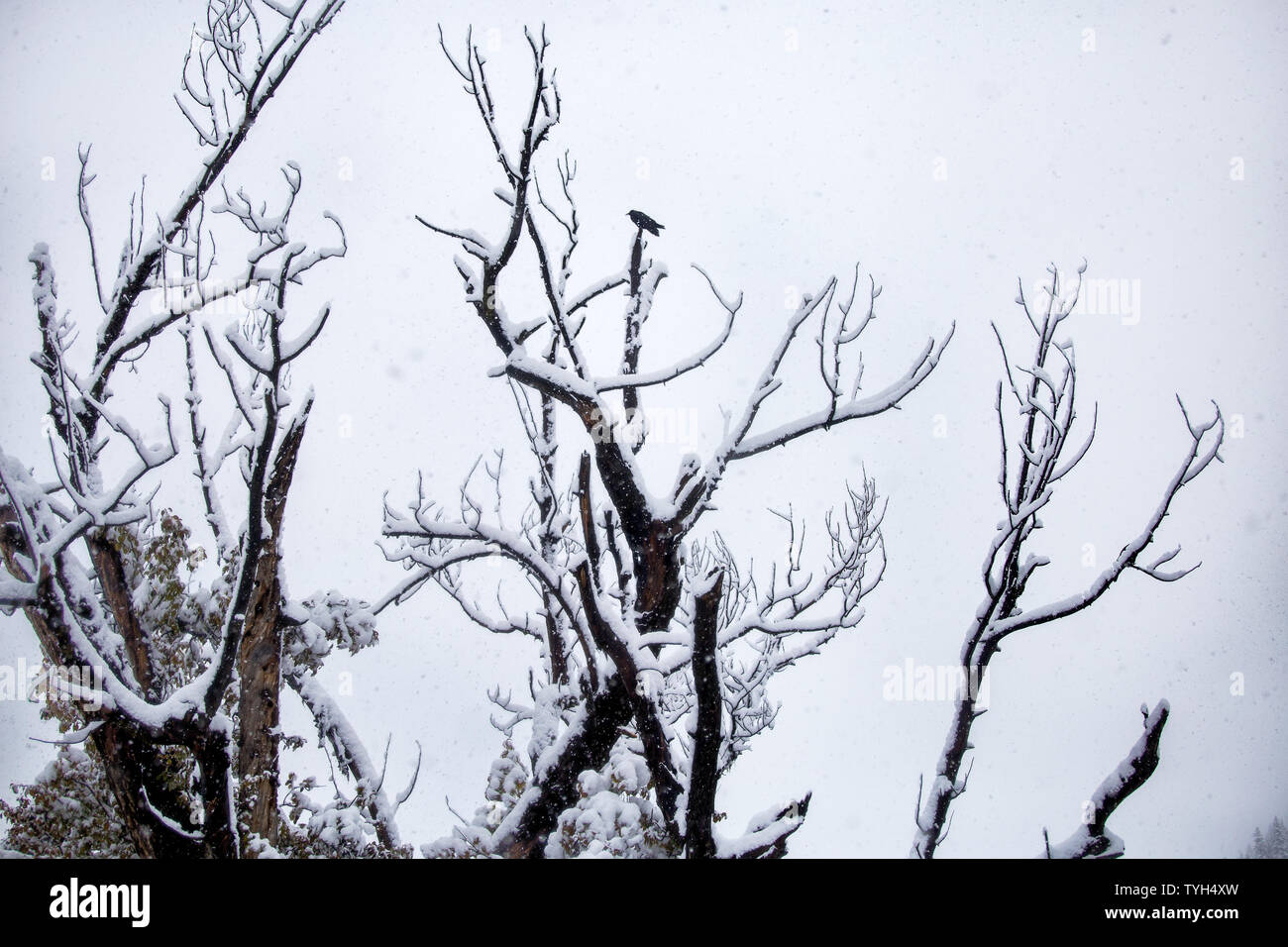 Dead tree crows Stock Photo - Alamy