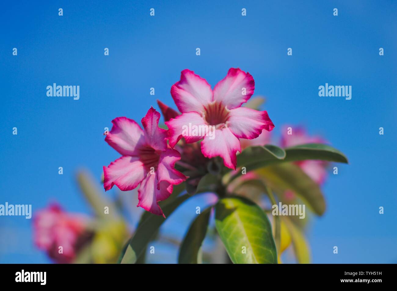 Beautiful pink adenium obesum hi-res stock photography and images - Alamy