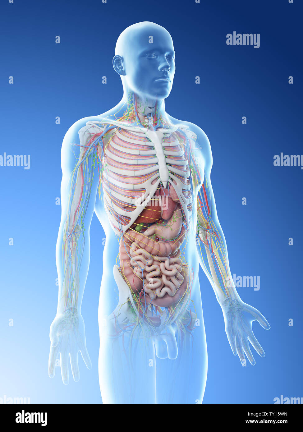 3d rendered illustration of a mans organs Stock Photo - Alamy