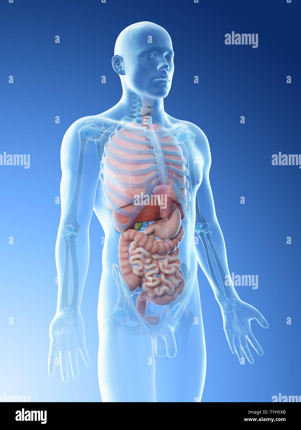 Anterior male abdomen large intestine hi-res stock photography and ...