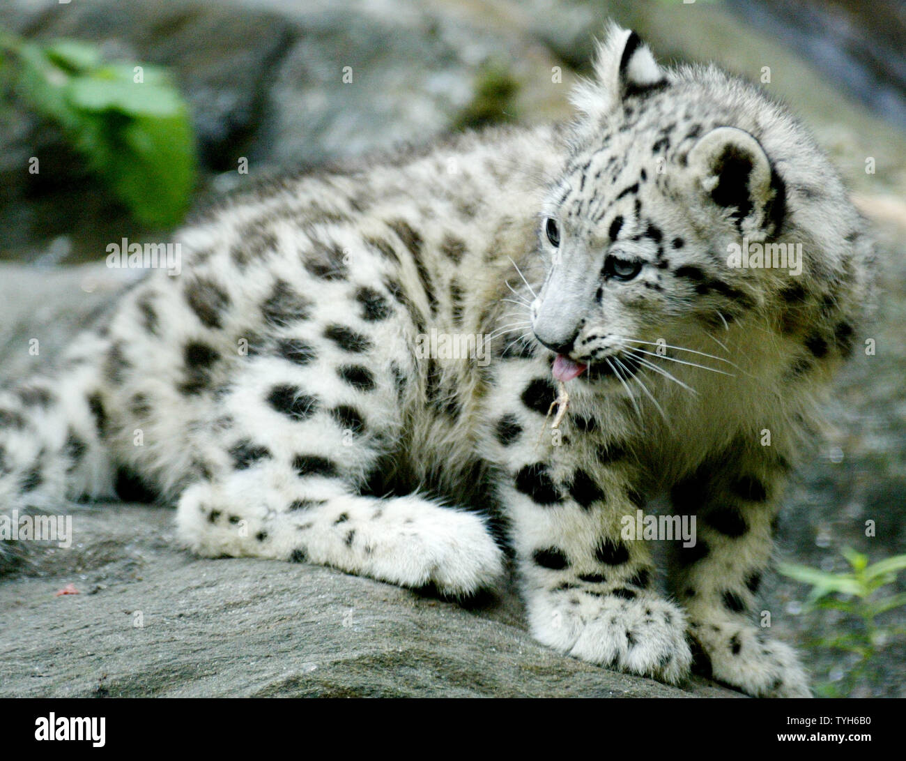 Himalayan Baby Snow Leopard