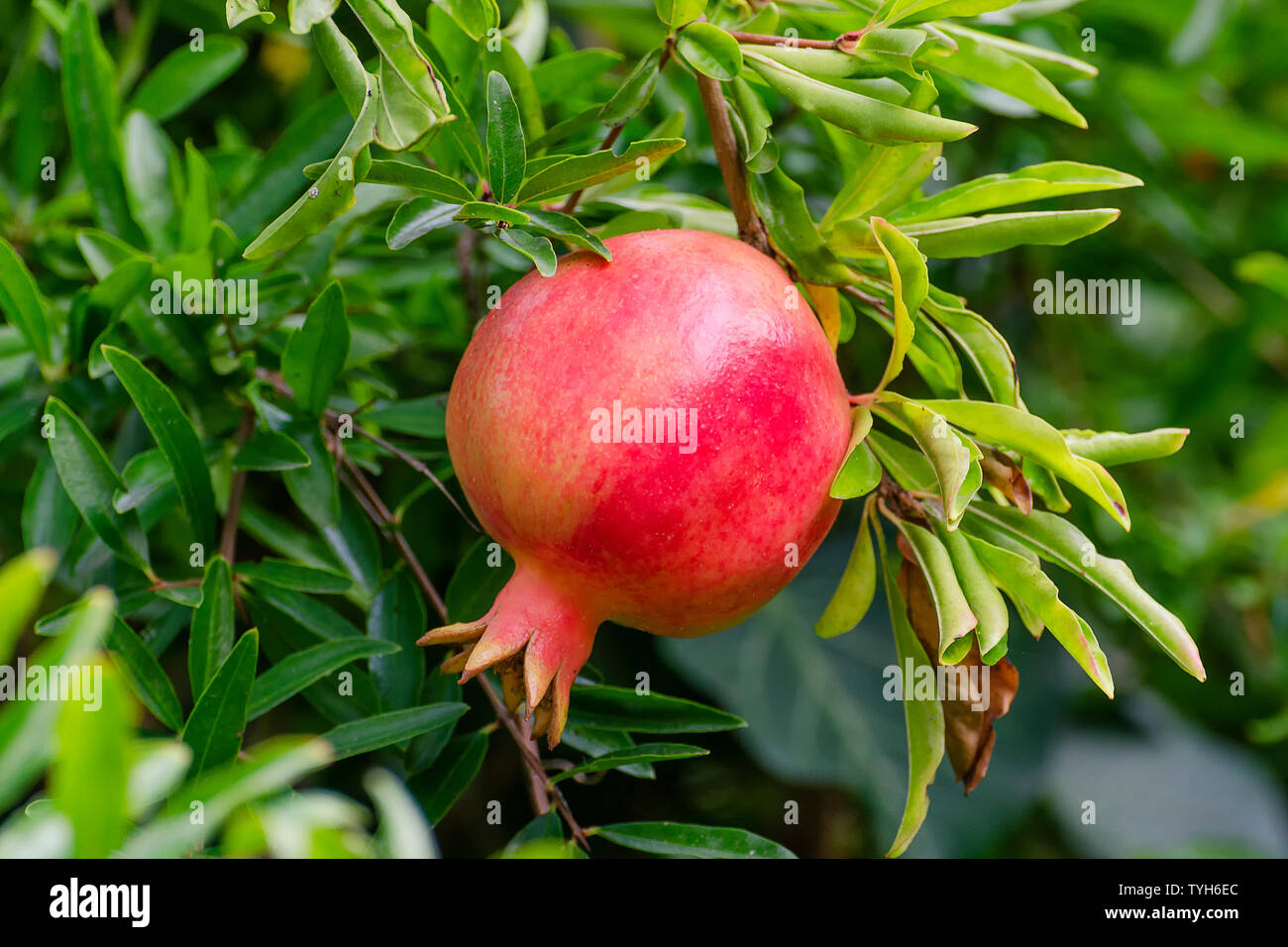 Grow on a tree hi-res stock photography and images - Alamy