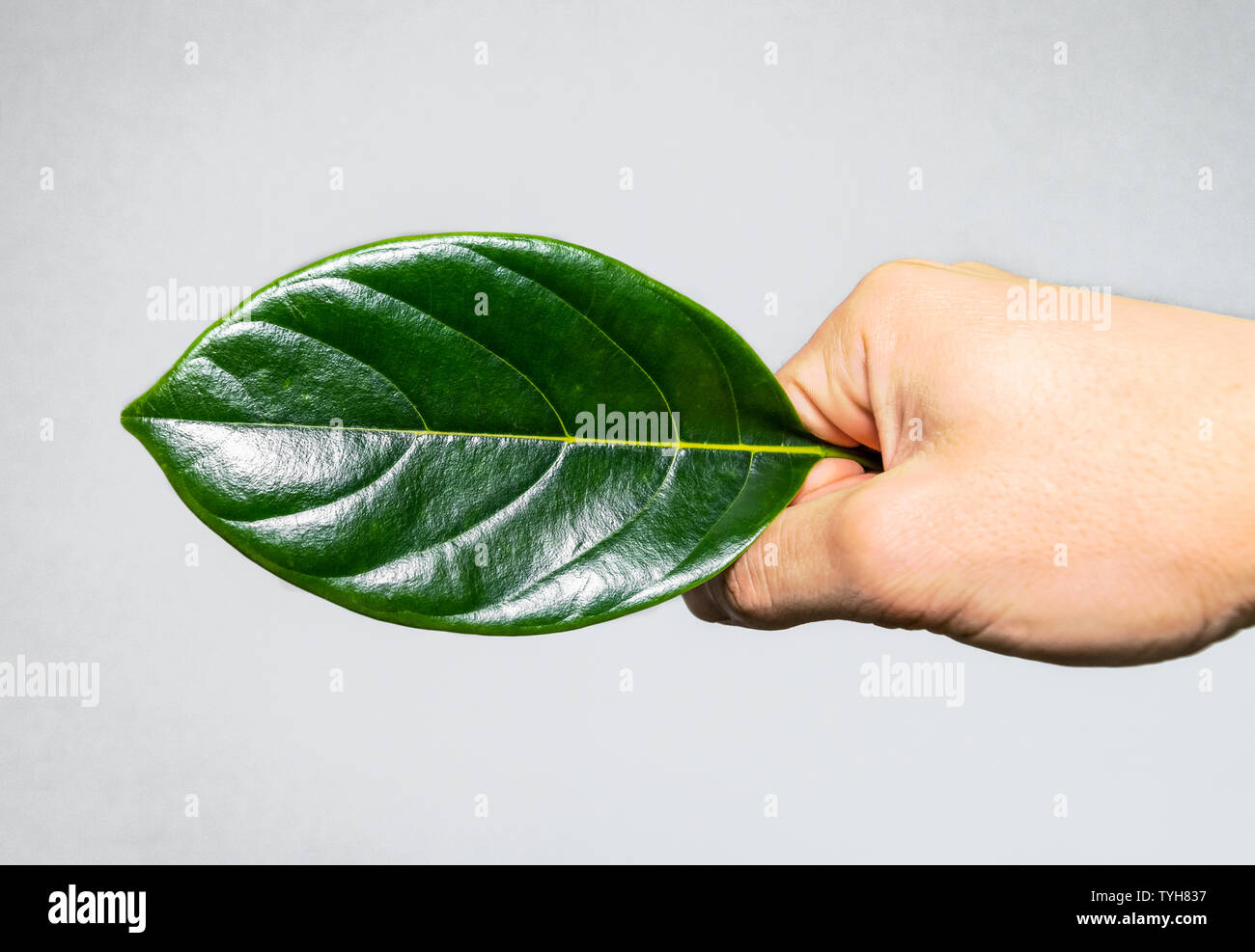 Jackfruit leaf hi-res stock photography and images - Alamy