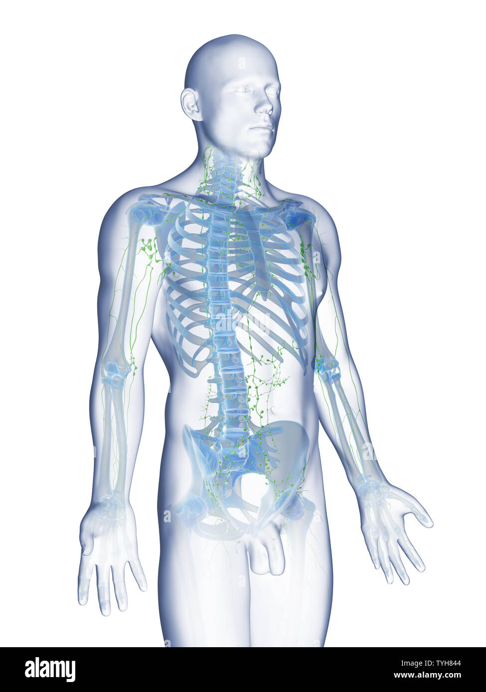 3d rendered illustration of a mans lymphatic system Stock Photo - Alamy