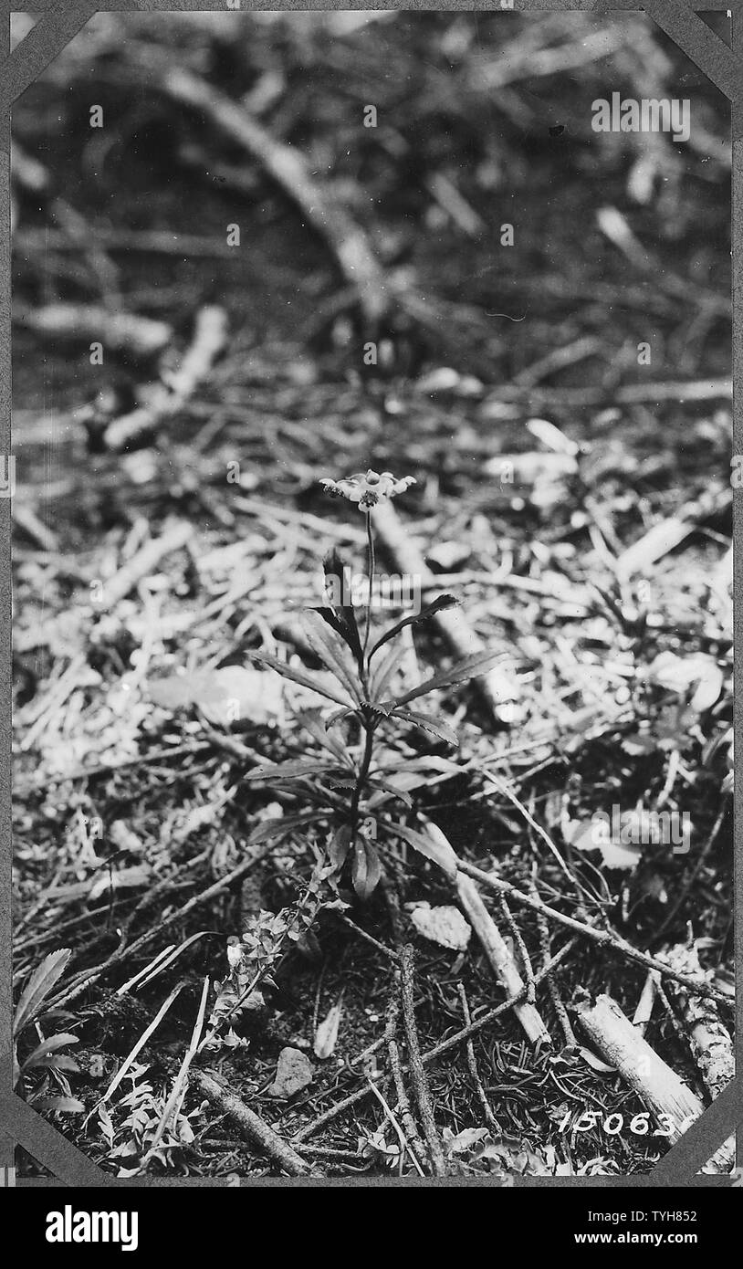 Princess pine hi-res stock photography and images - Alamy