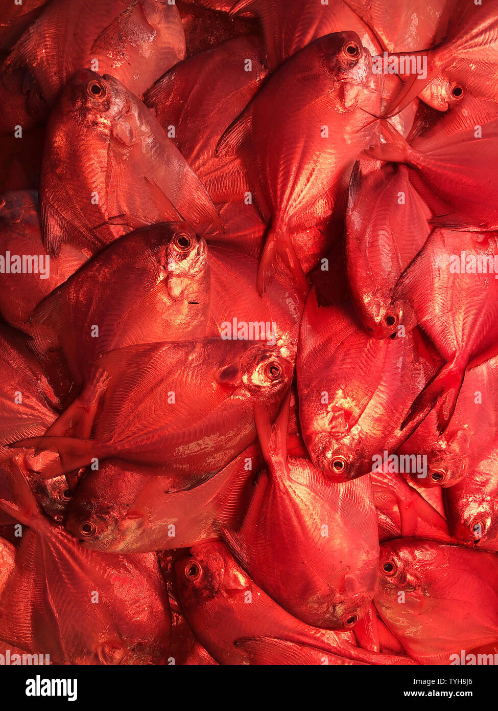 Sea fish sold at the fish market Stock Photo - Alamy