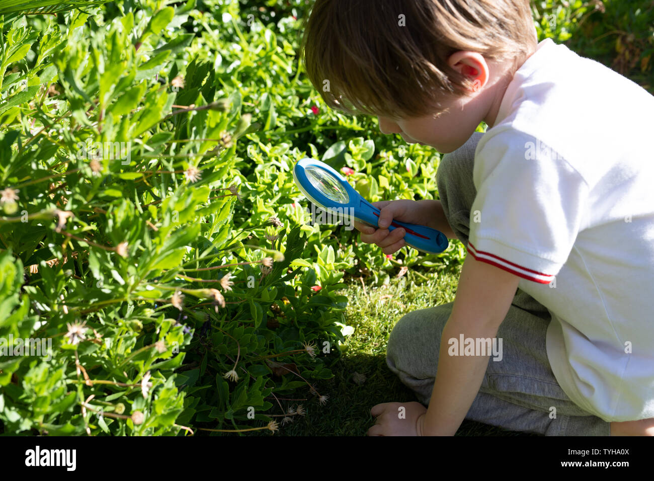 Looking for insects in magnifying glass hi-res stock photography and ...