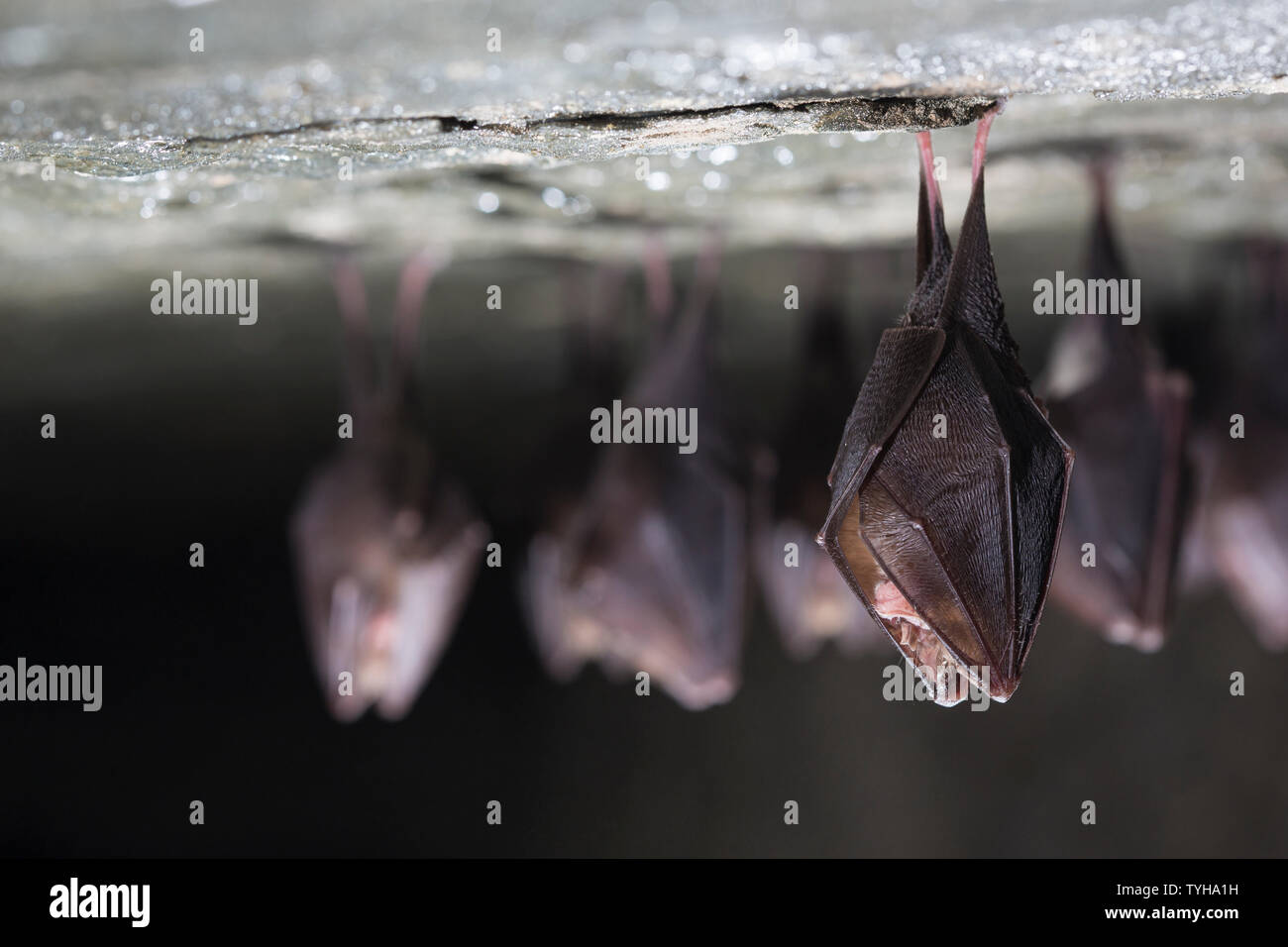 Close up group of small sleeping horseshoe bat covered by wings ...