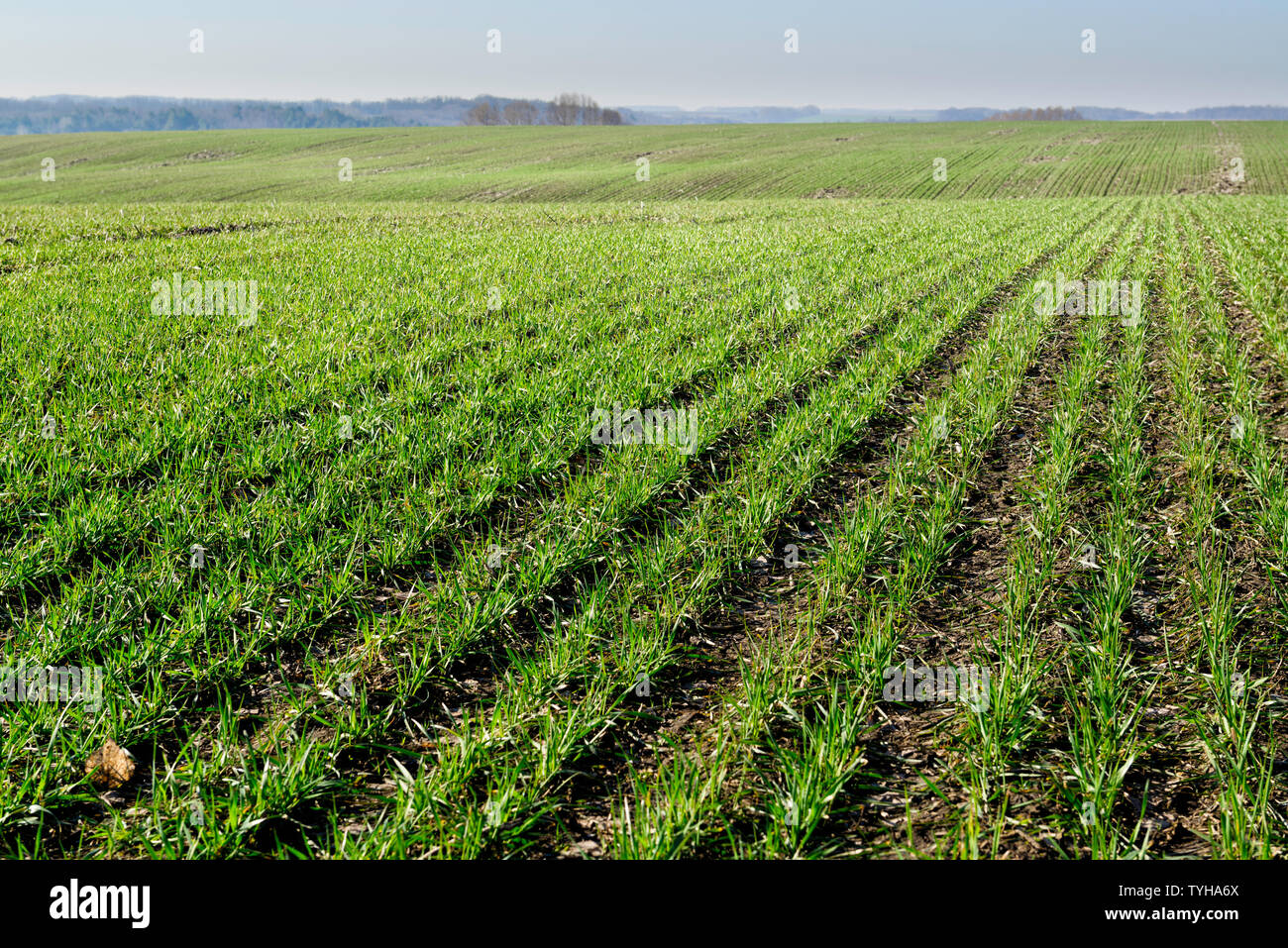 Young spring wheat hi-res stock photography and images - Alamy