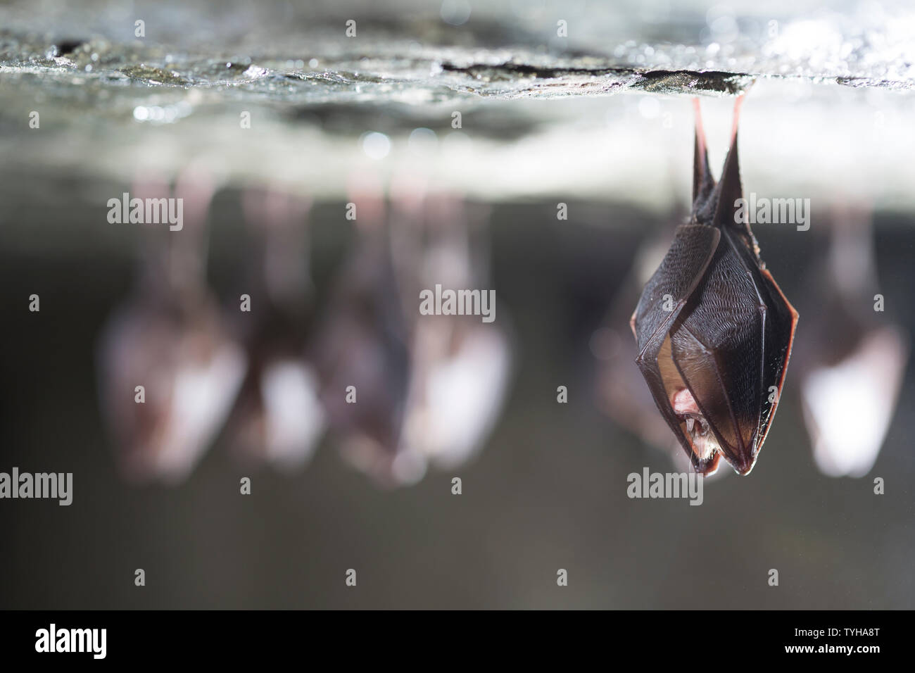 Close up group of small sleeping horseshoe bat covered by wings ...