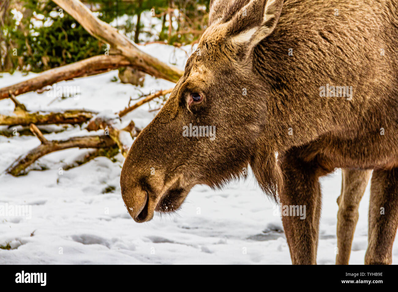 Arctic Moose In Snow