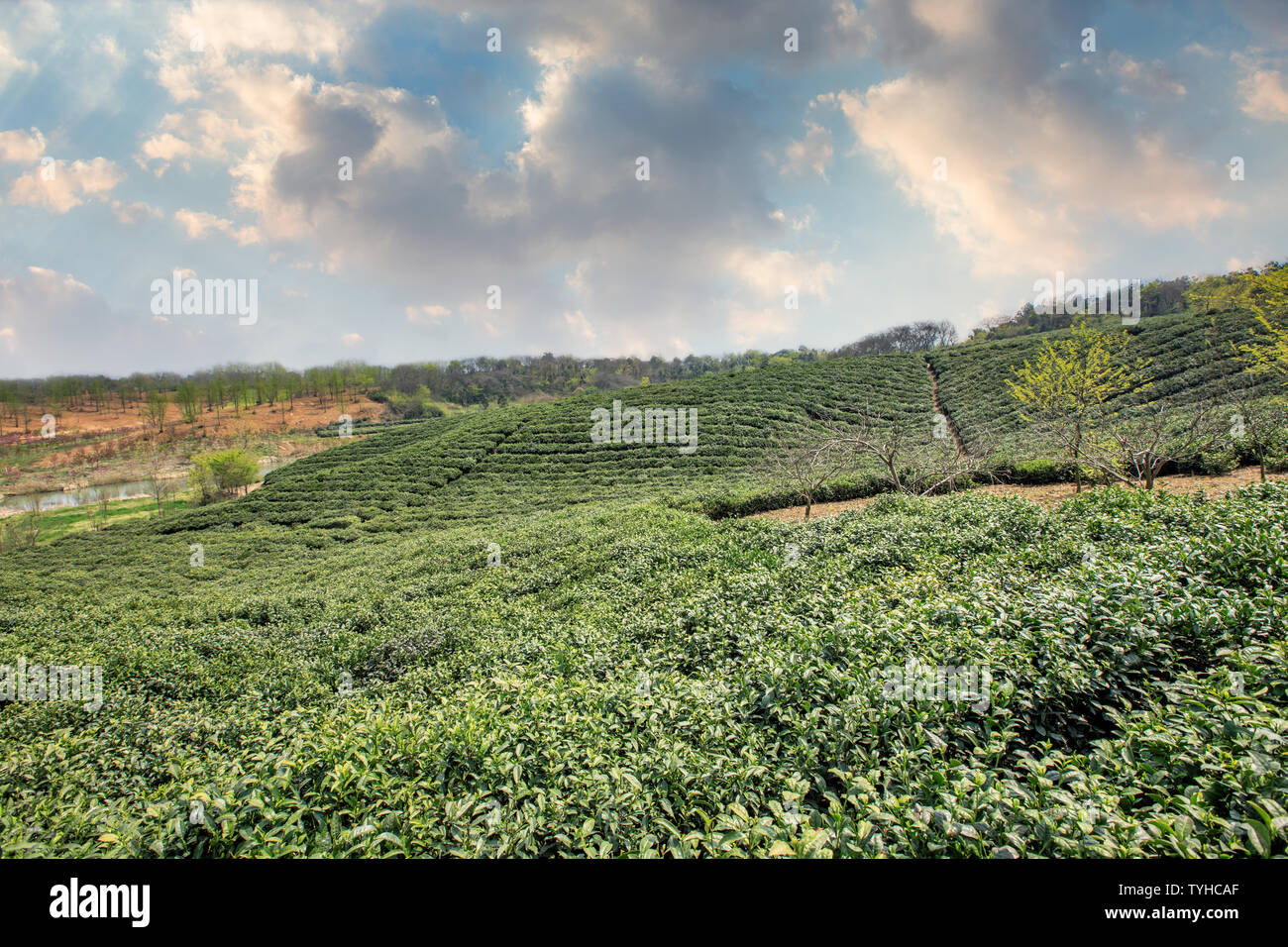 ecological tea garden Stock Photo - Alamy