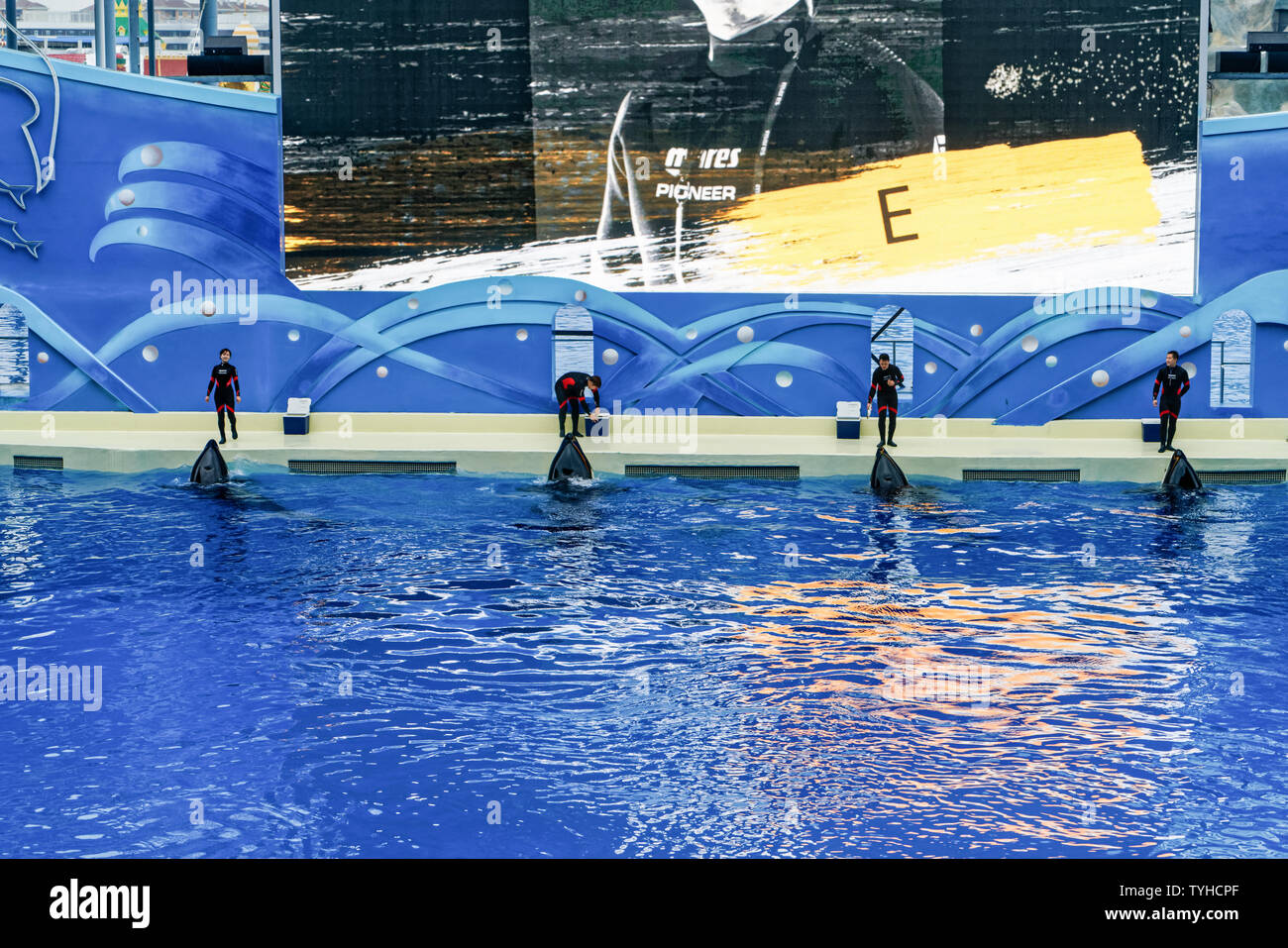 Haichang Ocean Park orca performance in Shanghai Stock Photo - Alamy